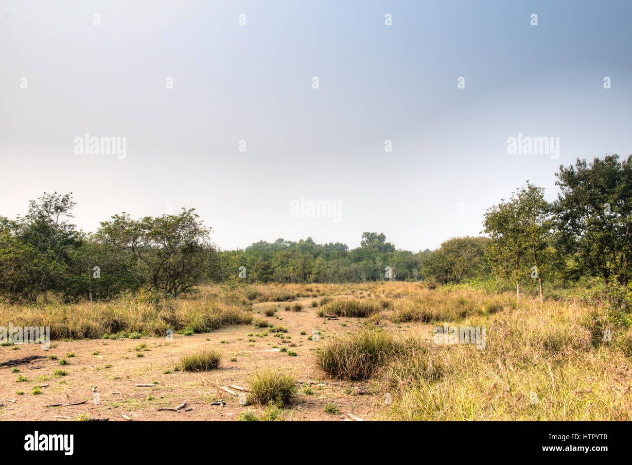 Grass field in the Sundarbans national park, famous for its Royal ...
