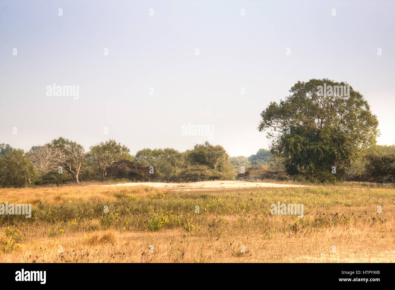 Grass field in the Sundarbans national park, famous for its Royal ...