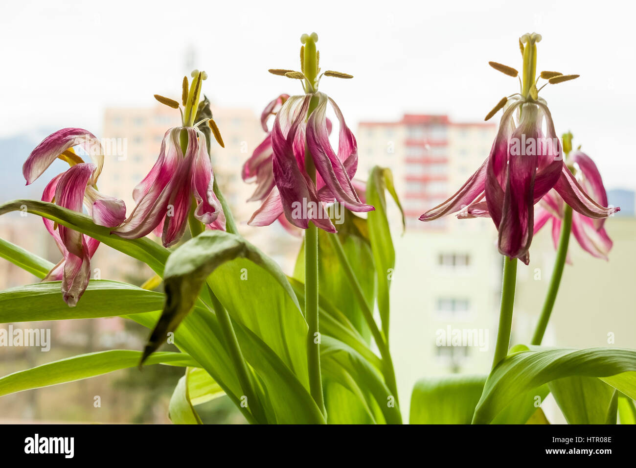 Dead tulip flowers in front of a window Stock Photo - Alamy
