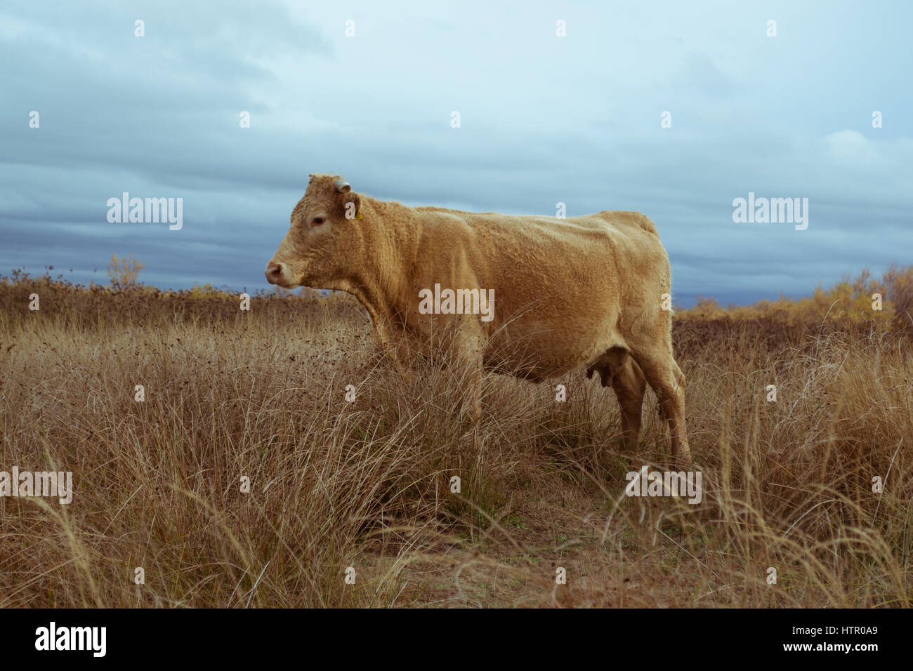 Lonely cow a field on delta of river Evros Greece Stock Photo - Alamy