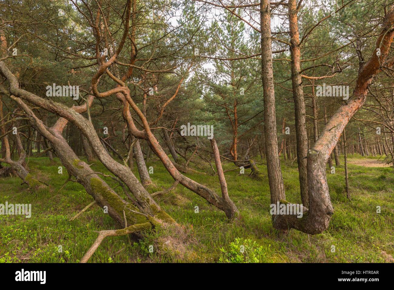 Wood of pine trees along the sandy earth of the Baltic shore, Courland ...