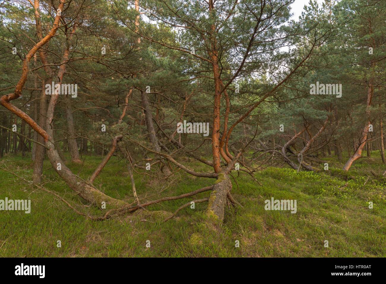 Wood of pine trees along the sandy earth of the Baltic shore, Courland ...