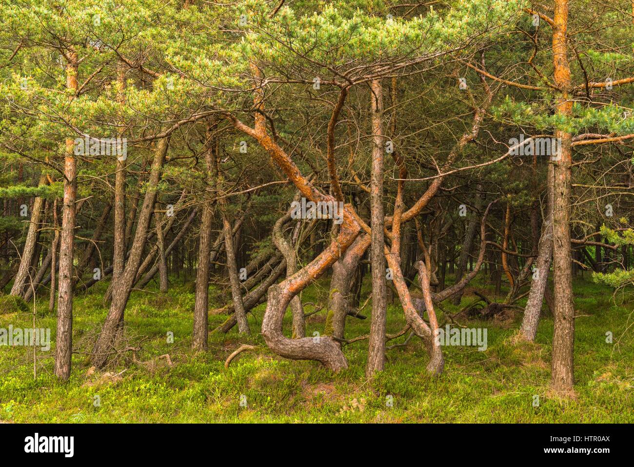 Wood of pine trees along the sandy earth of the Baltic shore, Courland ...