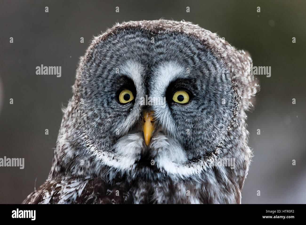 Genus Strix High Resolution Stock Photography and Images - Alamy