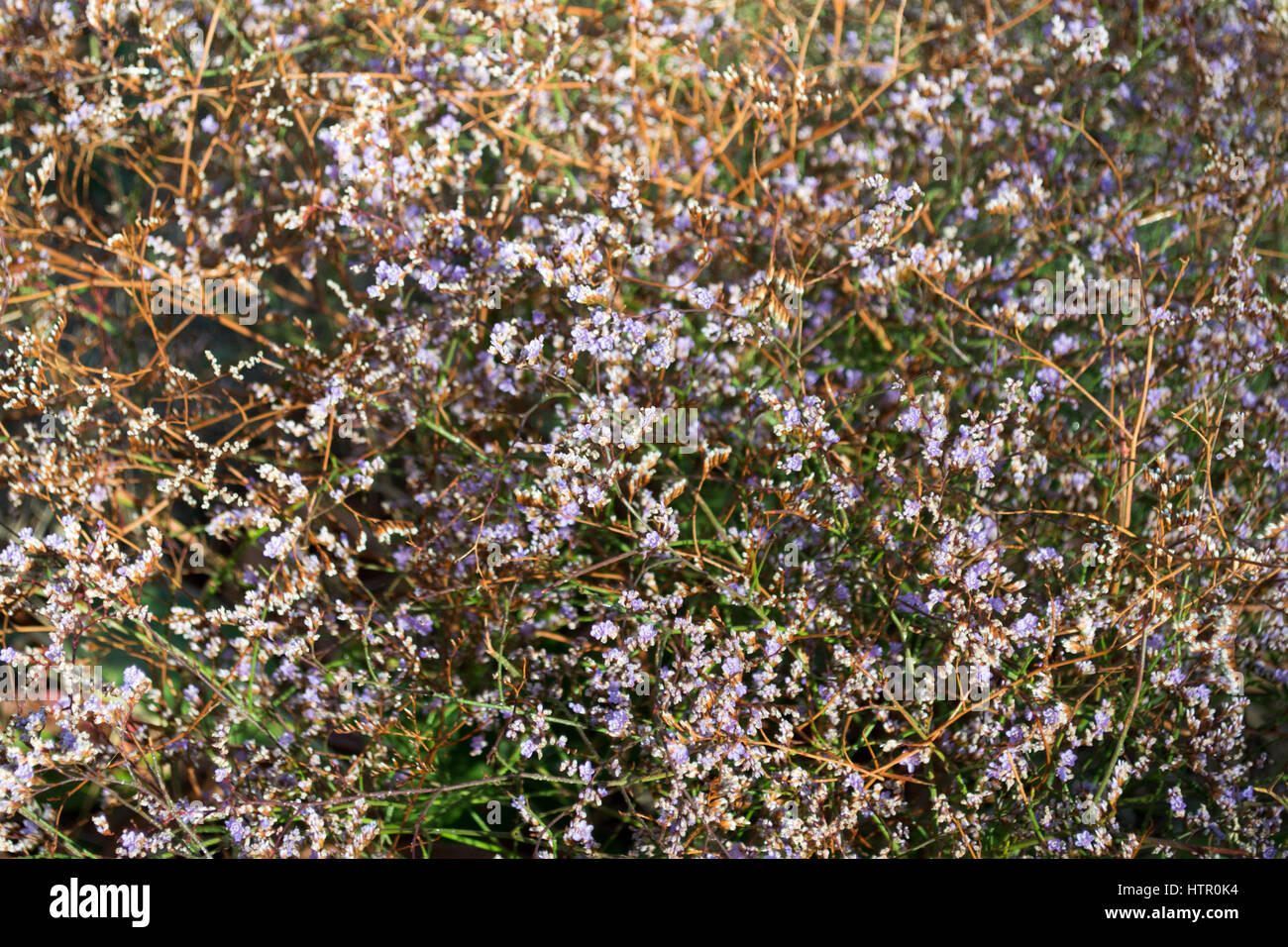 Wild purple flowers on delta of river Evros, Greece Stock Photo - Alamy