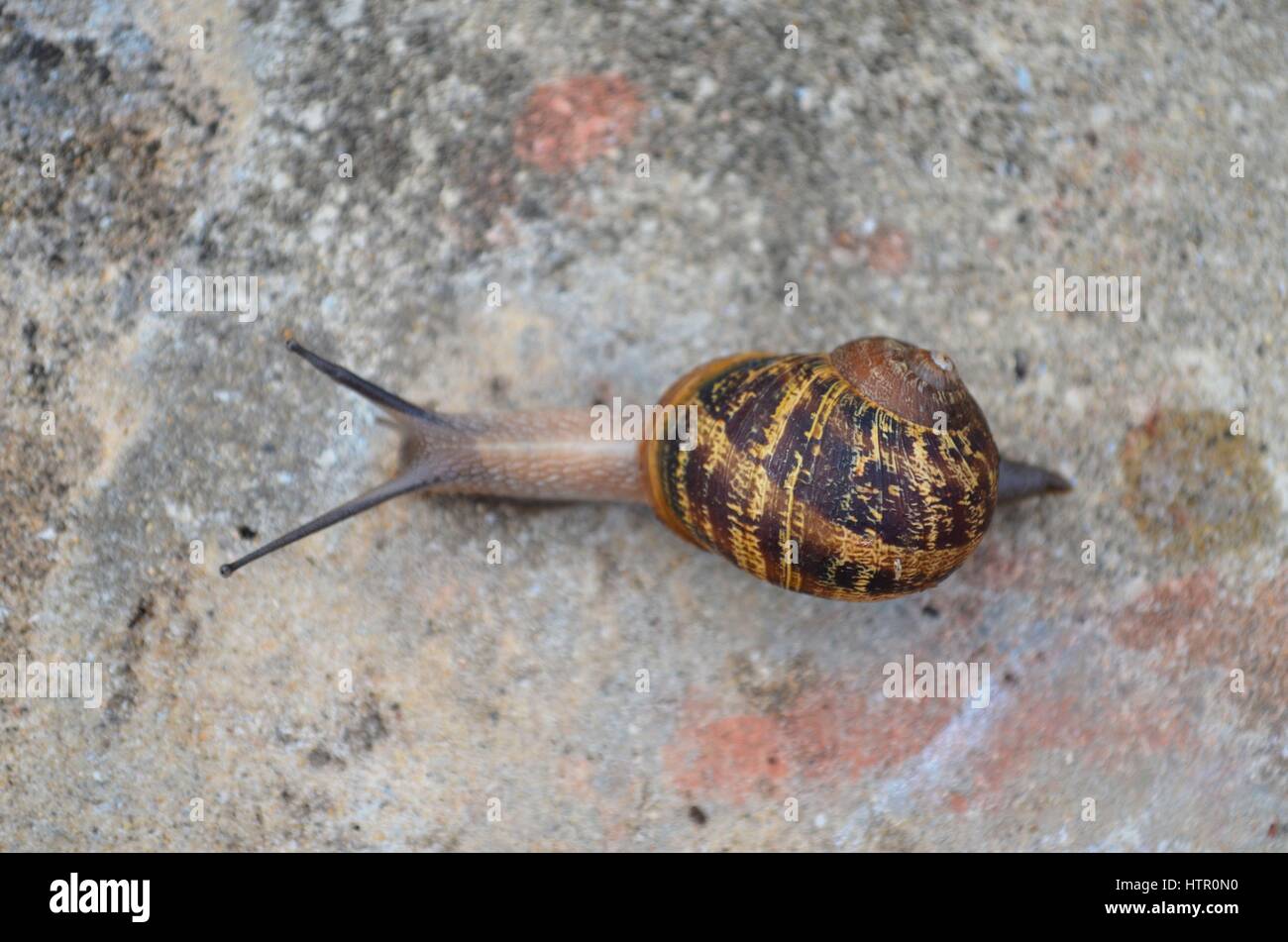 Common garden snail on concrete Stock Photo - Alamy