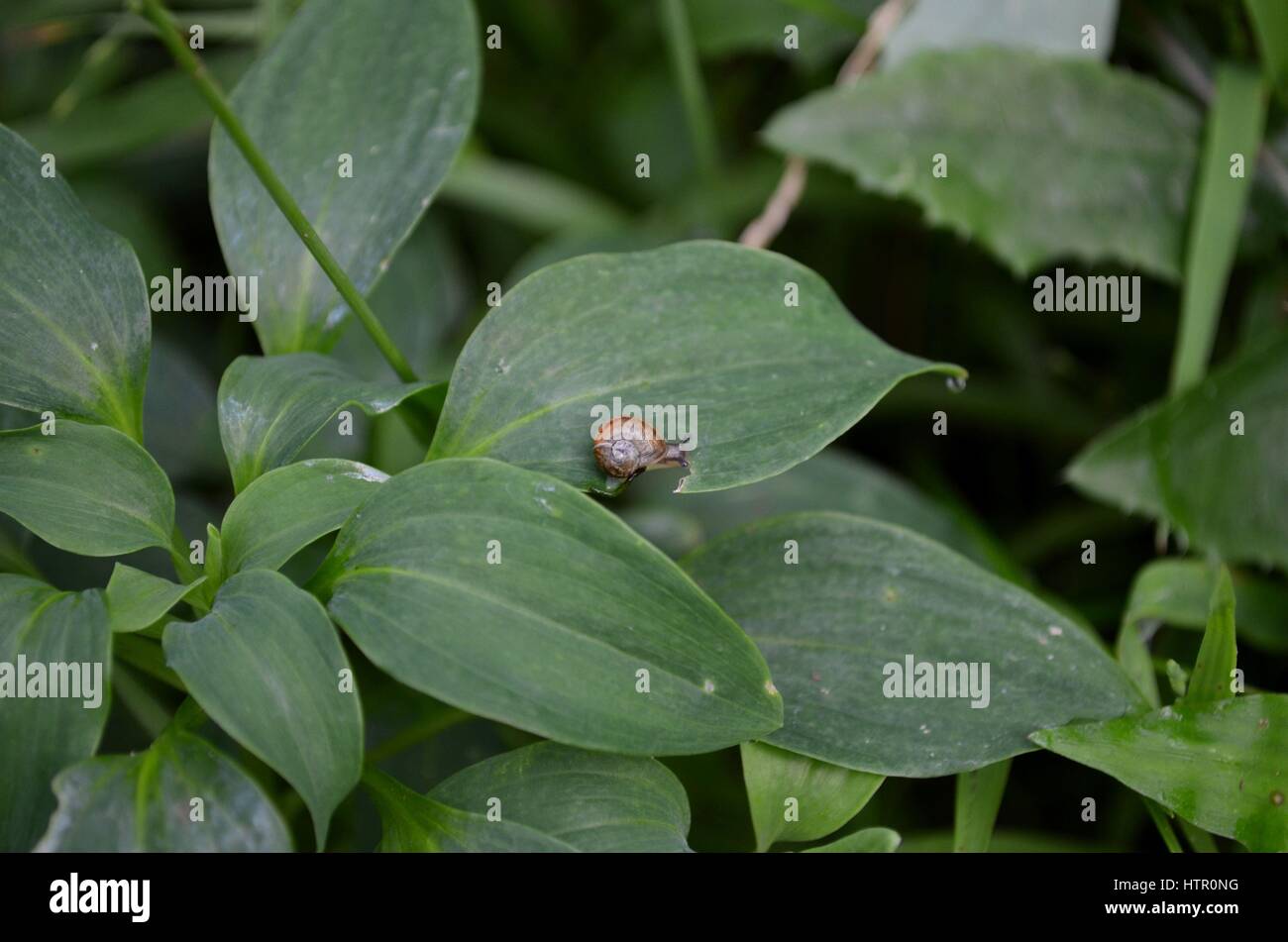 Baby snail hi-res stock photography and images - Alamy