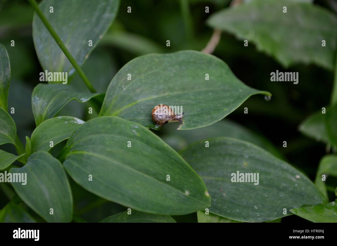 Tiny baby snail Stock Photo - Alamy