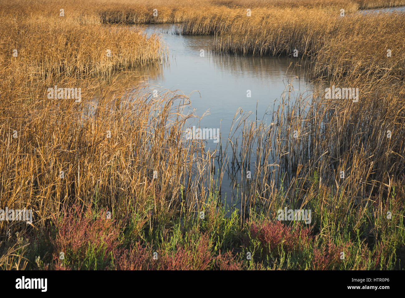 Landscape of the delta of river Evros, Greece Stock Photo - Alamy