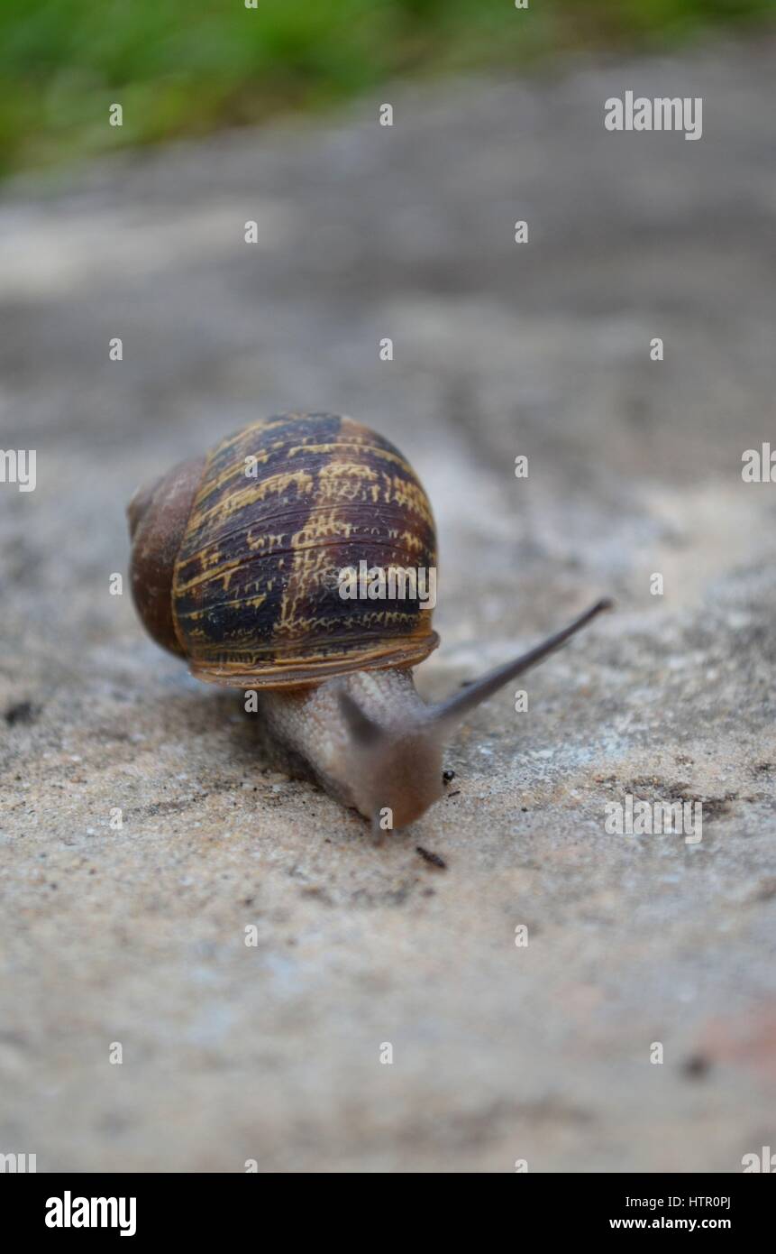 Common land creature hi-res stock photography and images - Alamy