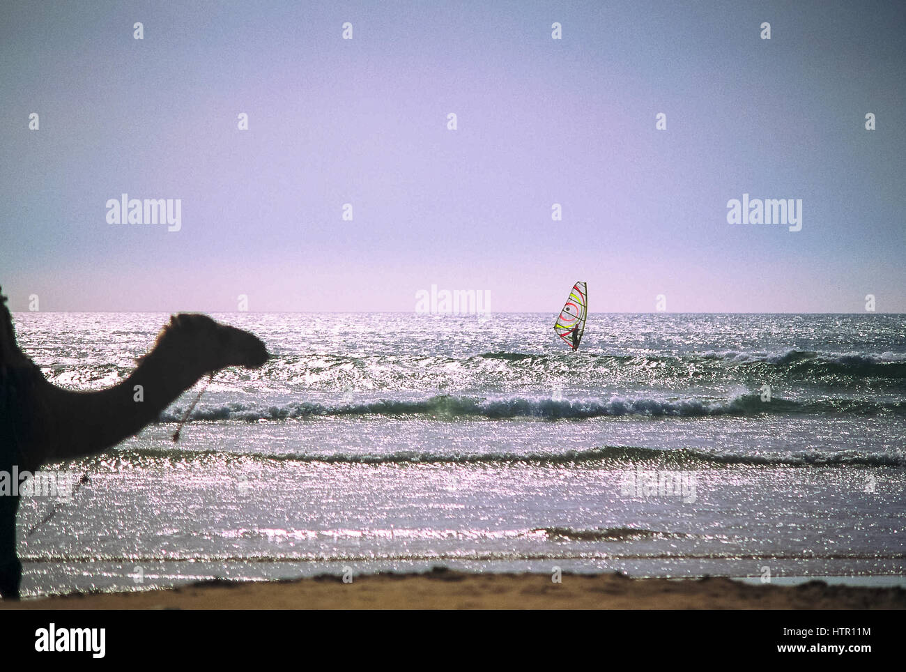 camel at the beach of Essaouira in Morocco Stock Photo - Alamy