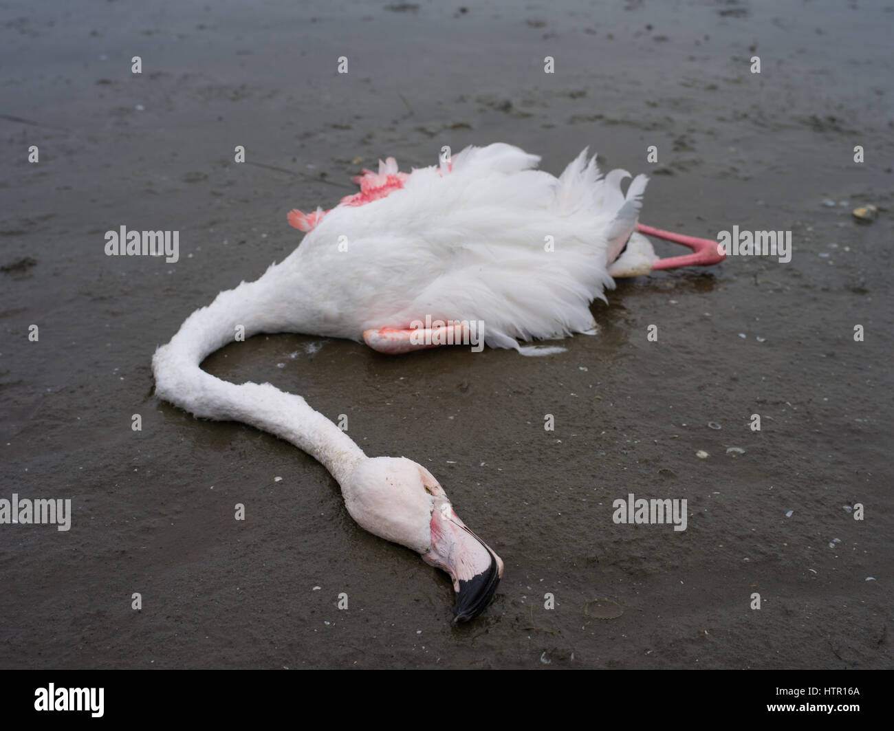 Dead flamingo hi-res stock photography and images - Alamy