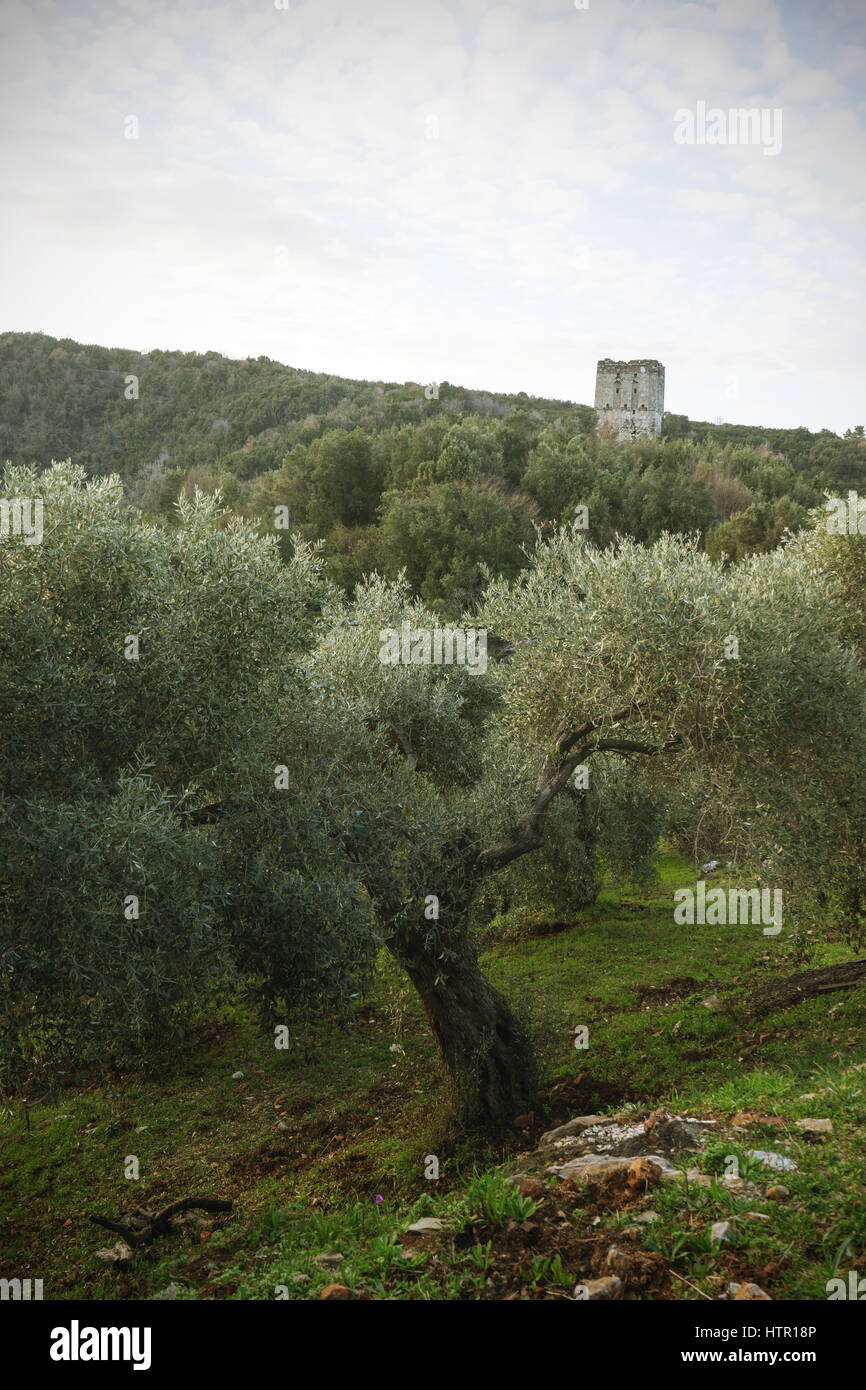 Olive trees and a ramshackle tower on Greece Stock Photo - Alamy