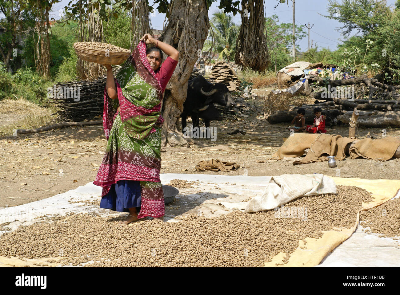 Maldhari woman with harvested peanuts (ground nuts), Sasan Gir (Gir ...