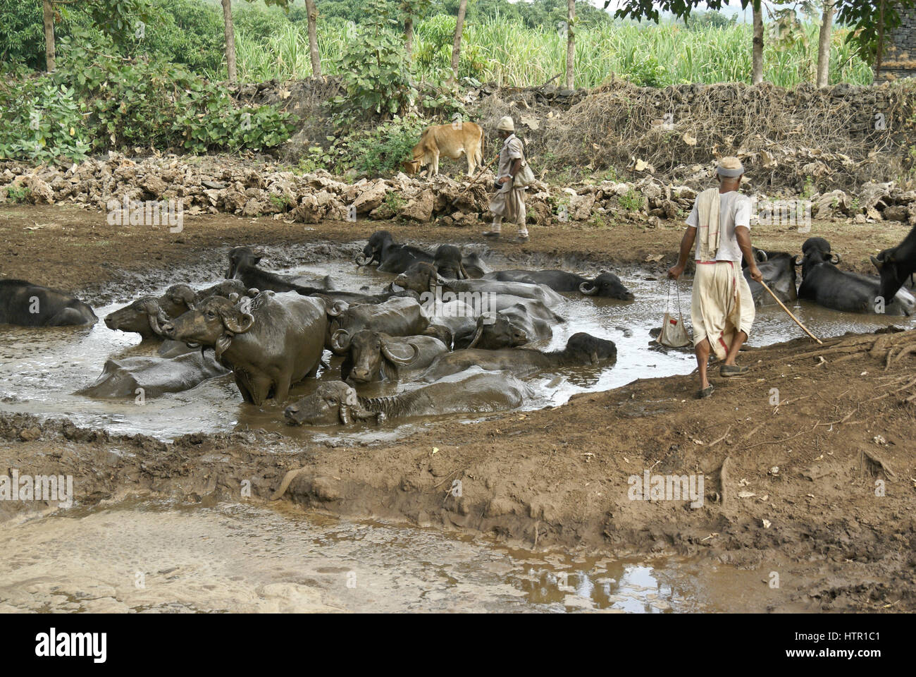Maldhari herdsmen with Asiatic water buffalo in wallow, Sasan Gir (Gir ...