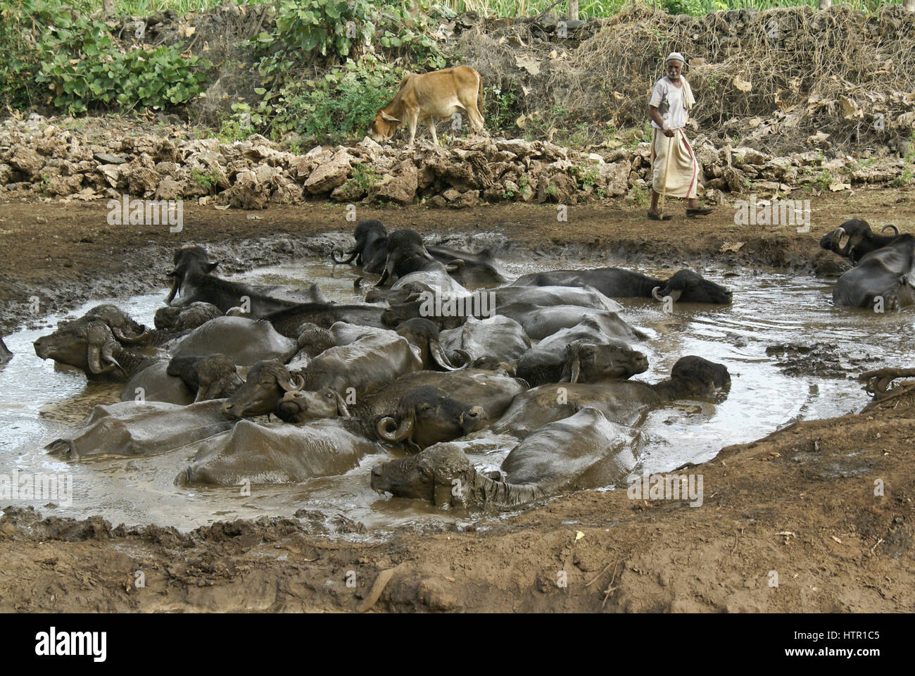 Maldhari herdsman with Asiatic water buffalo in wallow, Sasan Gir (Gir ...