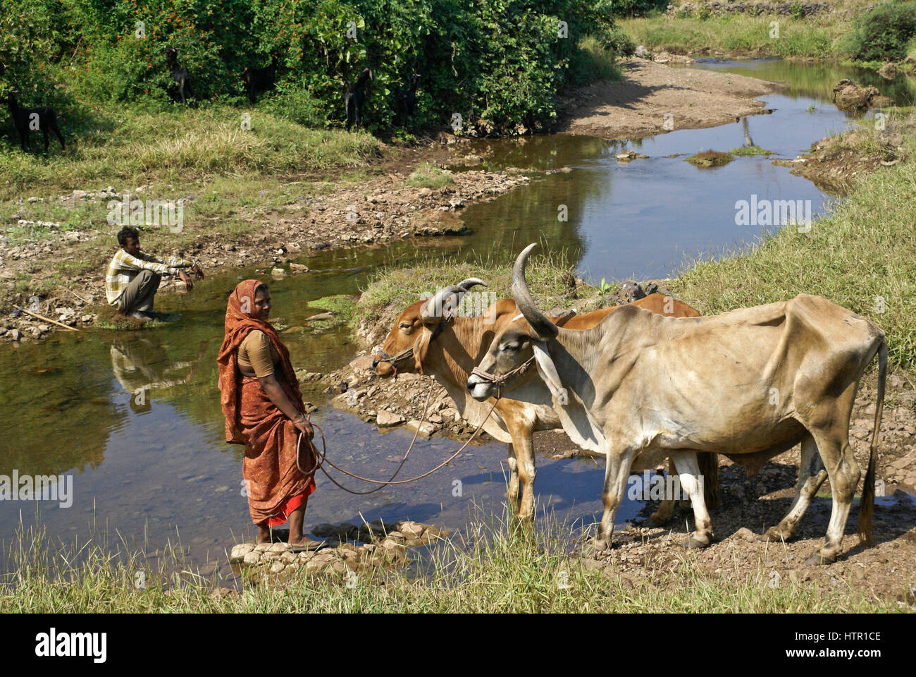 Gir gujarat maldhari hi-res stock photography and images - Alamy