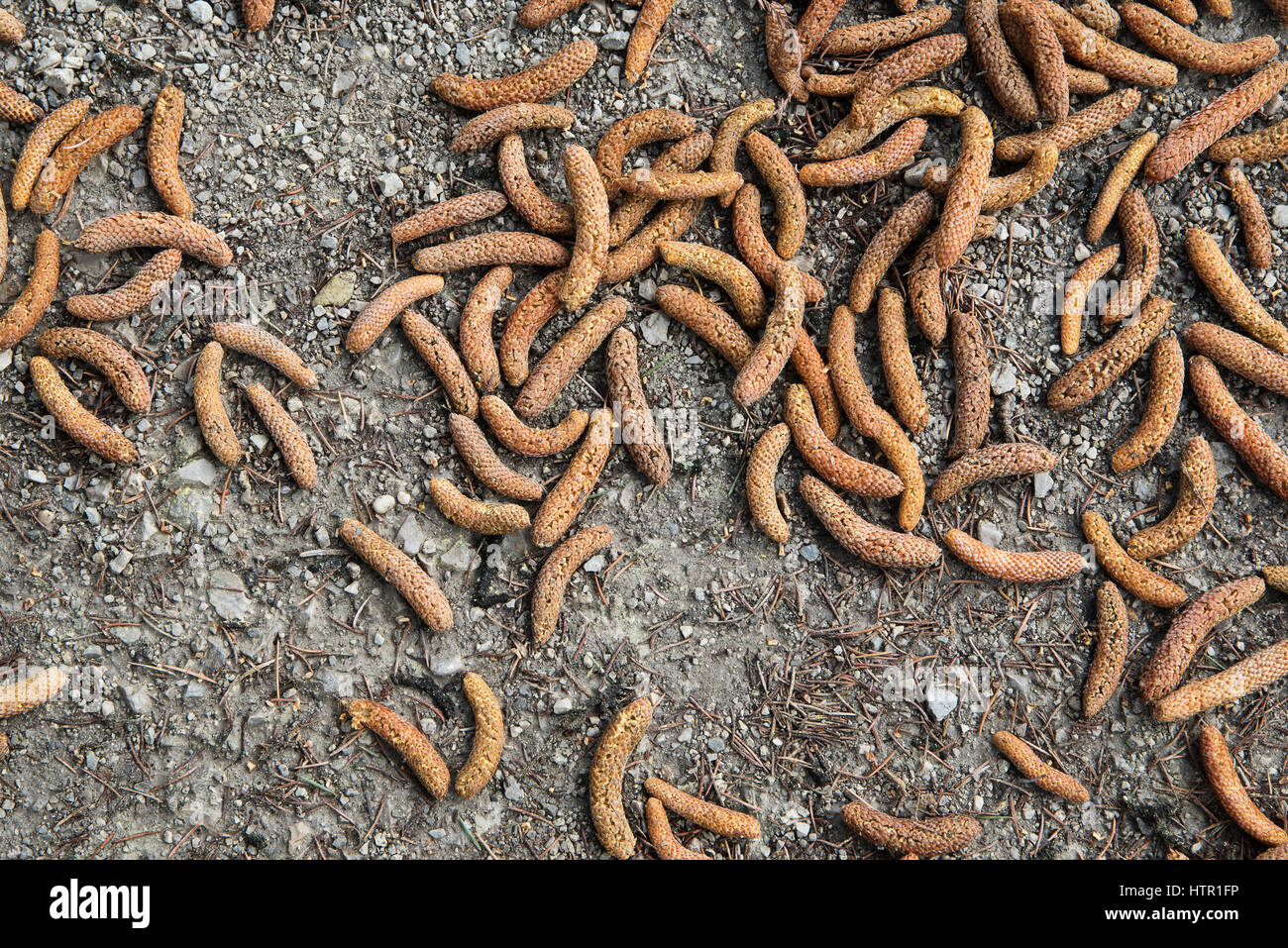 birch fruit on the ground fallen off the tree in autumn background ...