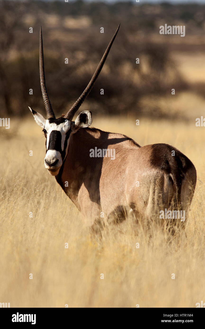 Gemsbok at Kgalagadi Transfontier Park, South Africa Stock Photo - Alamy