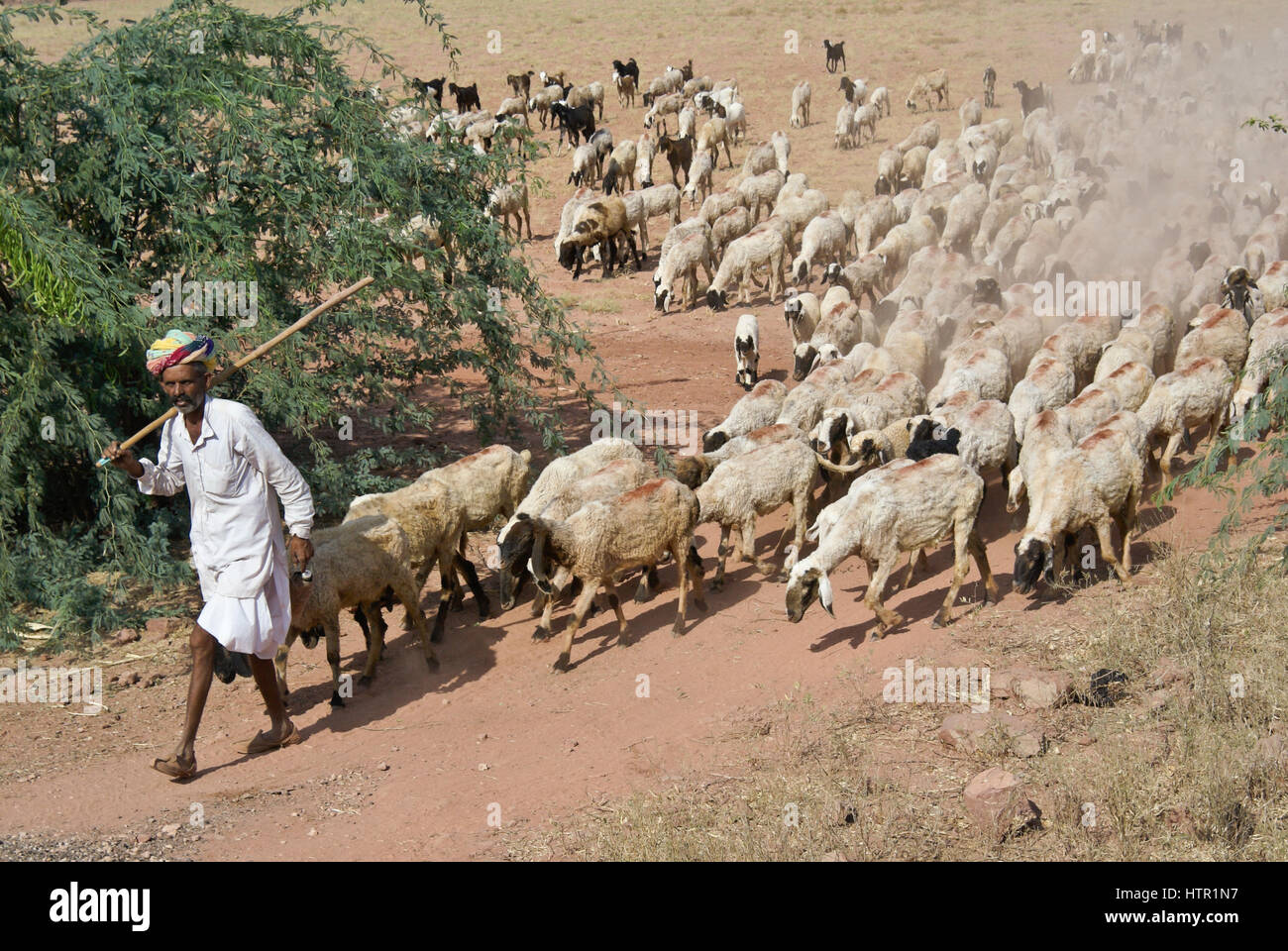 Shepherd tending his flock of sheep and goats, Rajasthan, India Stock ...