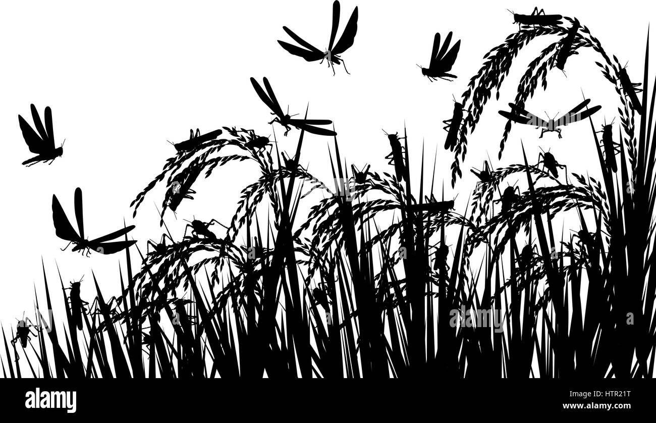 Vector Silhouette Illustration Of A Swarm Of Locusts Attacking Rice