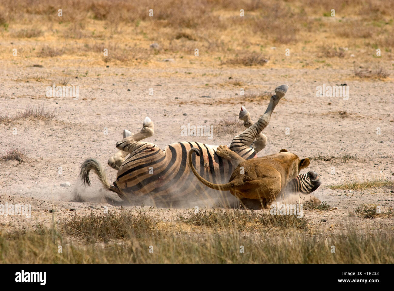 Lion Killing Zebra High Resolution Stock Photography and Images - Alamy