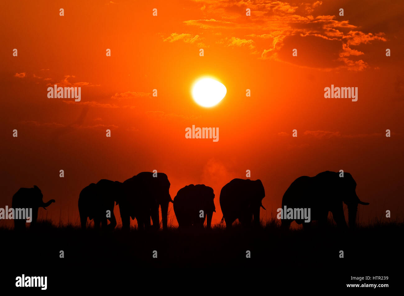Sunset elephant hi-res stock photography and images - Alamy