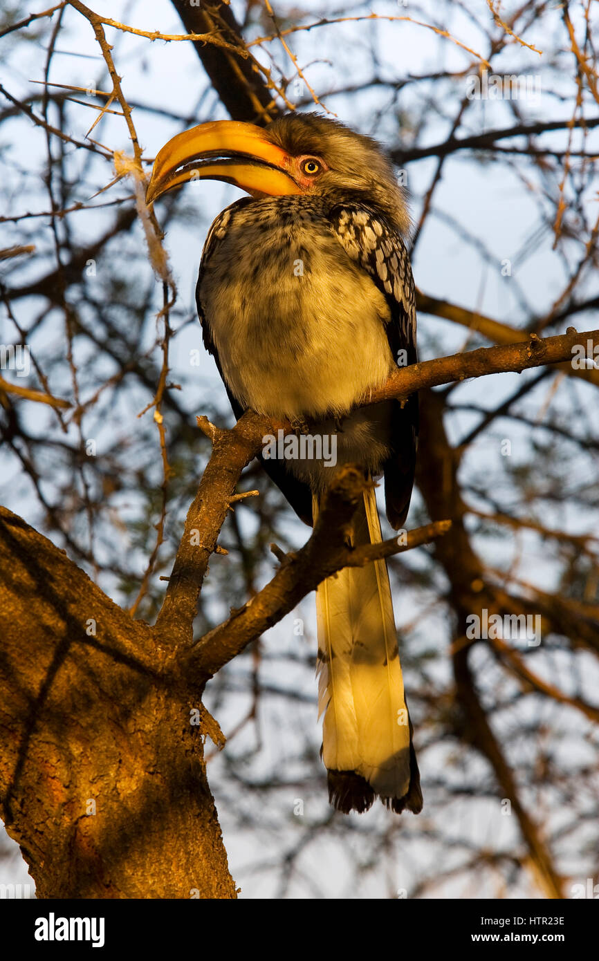 Southern Yellow-billed hornbill at Deception Valley, Central Kalahari ...