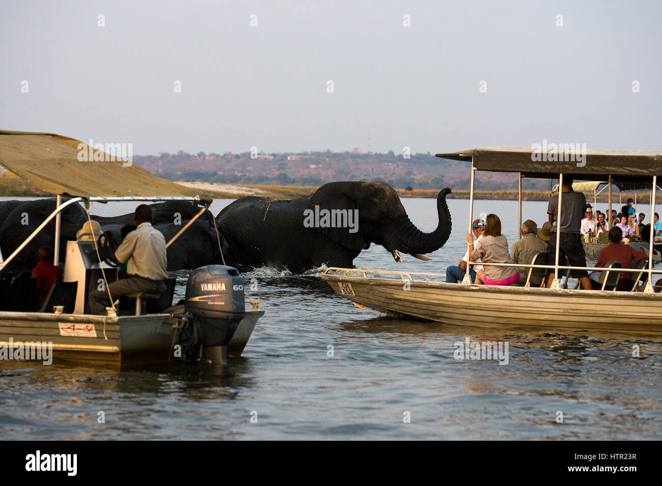 Tourists watching a herd of elephants at Chobe river, Chobe National ...