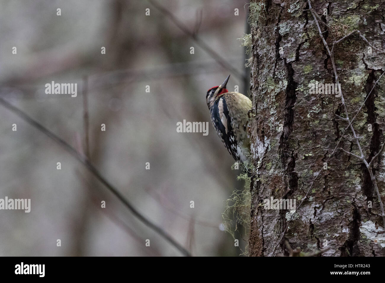 Yellow-bellied Sapsucker (Sphyrapicus varius), Cataloochee Valley ...