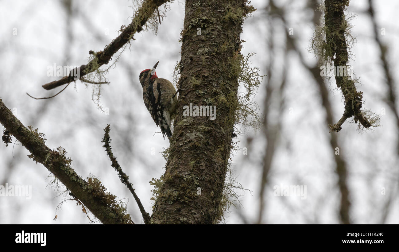 Yellow-bellied Sapsucker (Sphyrapicus varius), Cataloochee Valley ...
