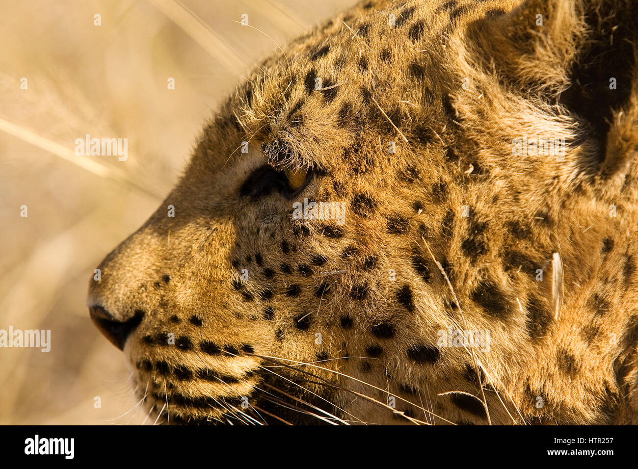 Zelda hi-res stock photography and images - Alamy