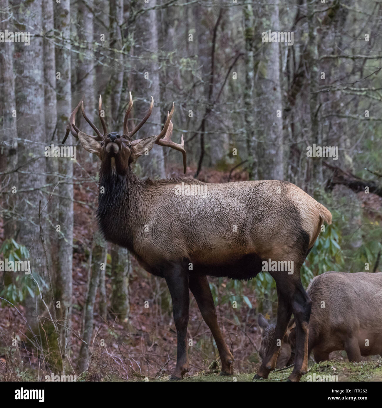 Elk (Cervus elaphus), Cataloochee Valley, Great Smoky Mountains ...