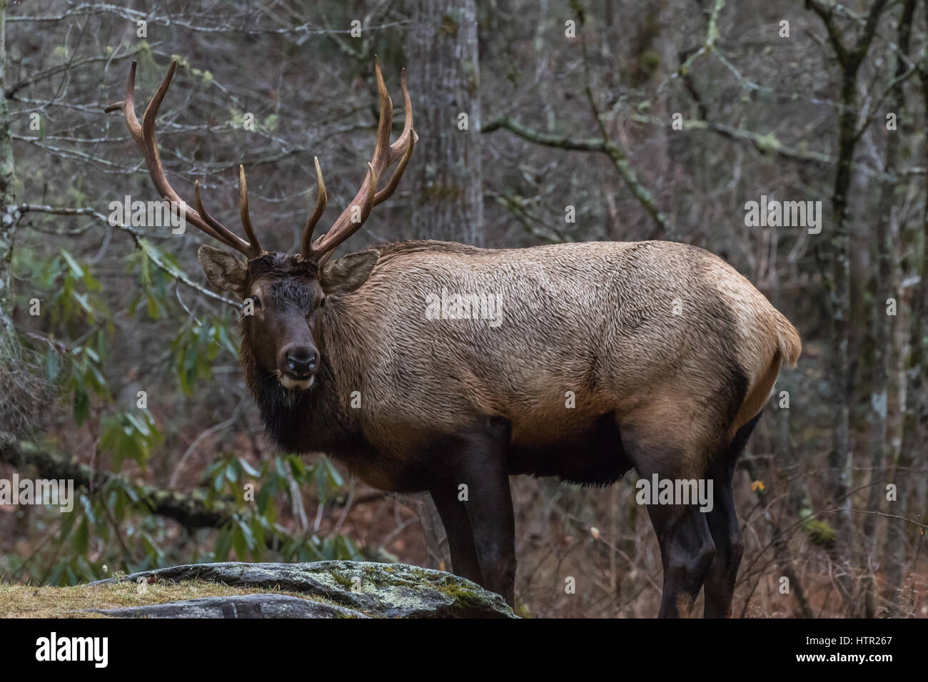 Elk (Cervus elaphus) Staring, Cataloochee Valley, Great Smoky Mountains ...