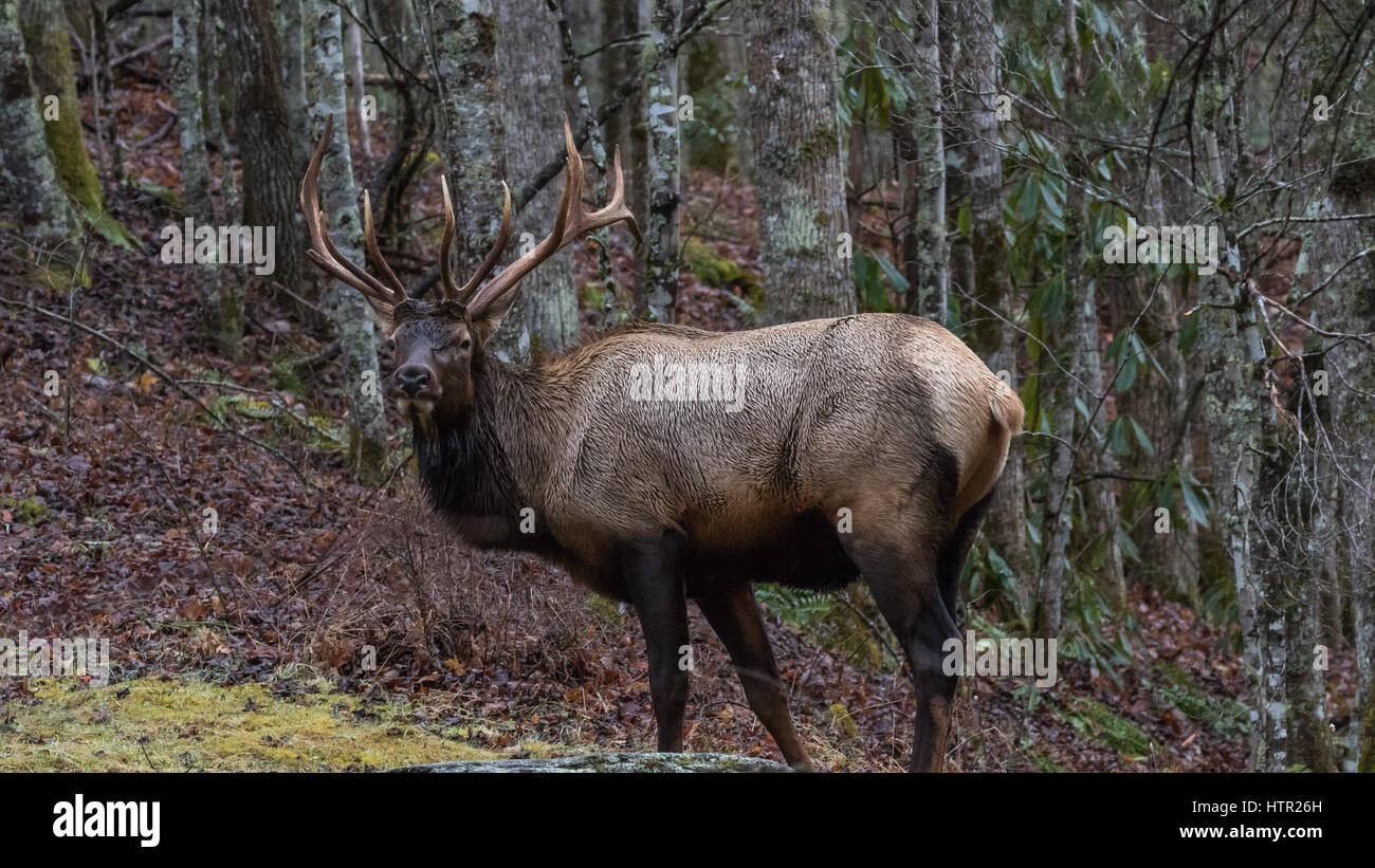 Elk (Cervus elaphus), Cataloochee Valley, Great Smoky Mountains ...