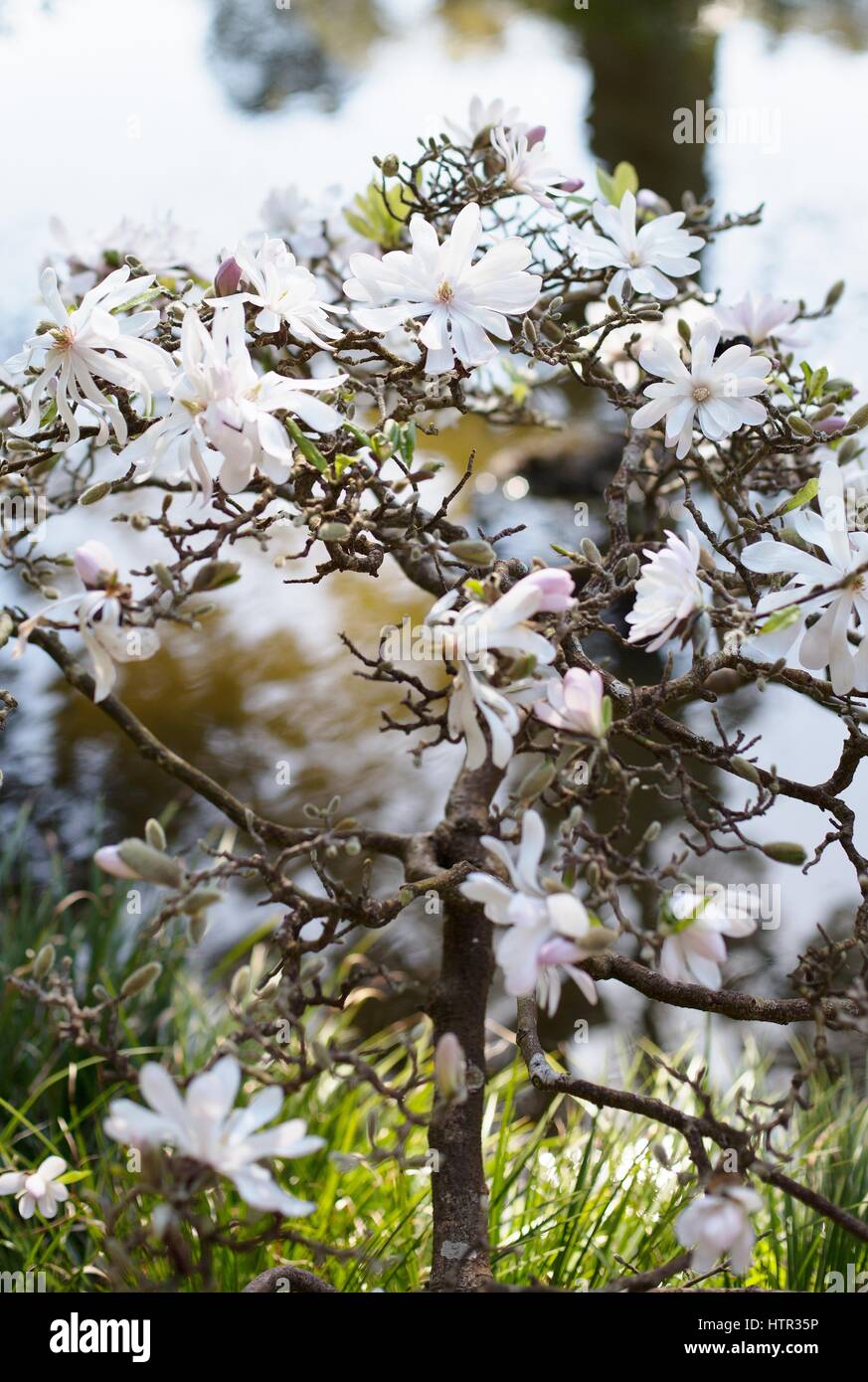 A white flowering tree at the Japanese Tea Garden in Golden Gate Park ...