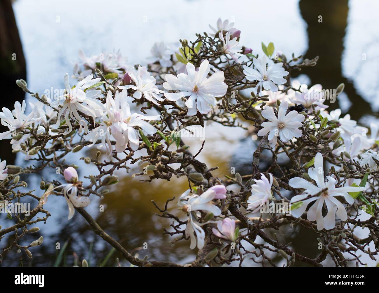 A white flowering tree at the Japanese Tea Garden in Golden Gate Park ...