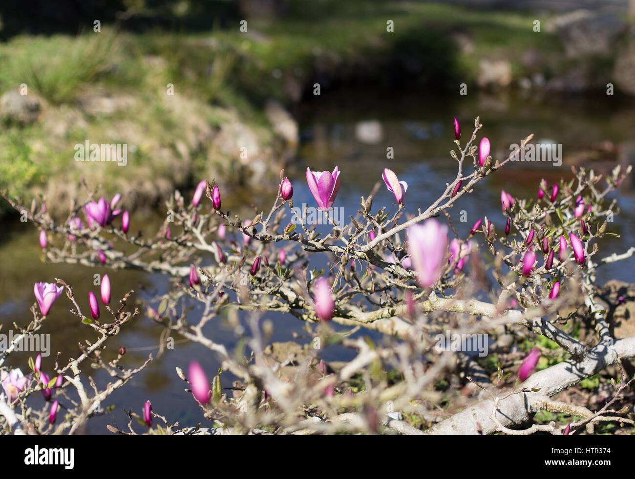 A blooming pink magnolia tree at the Japanese Tea Garden in San ...