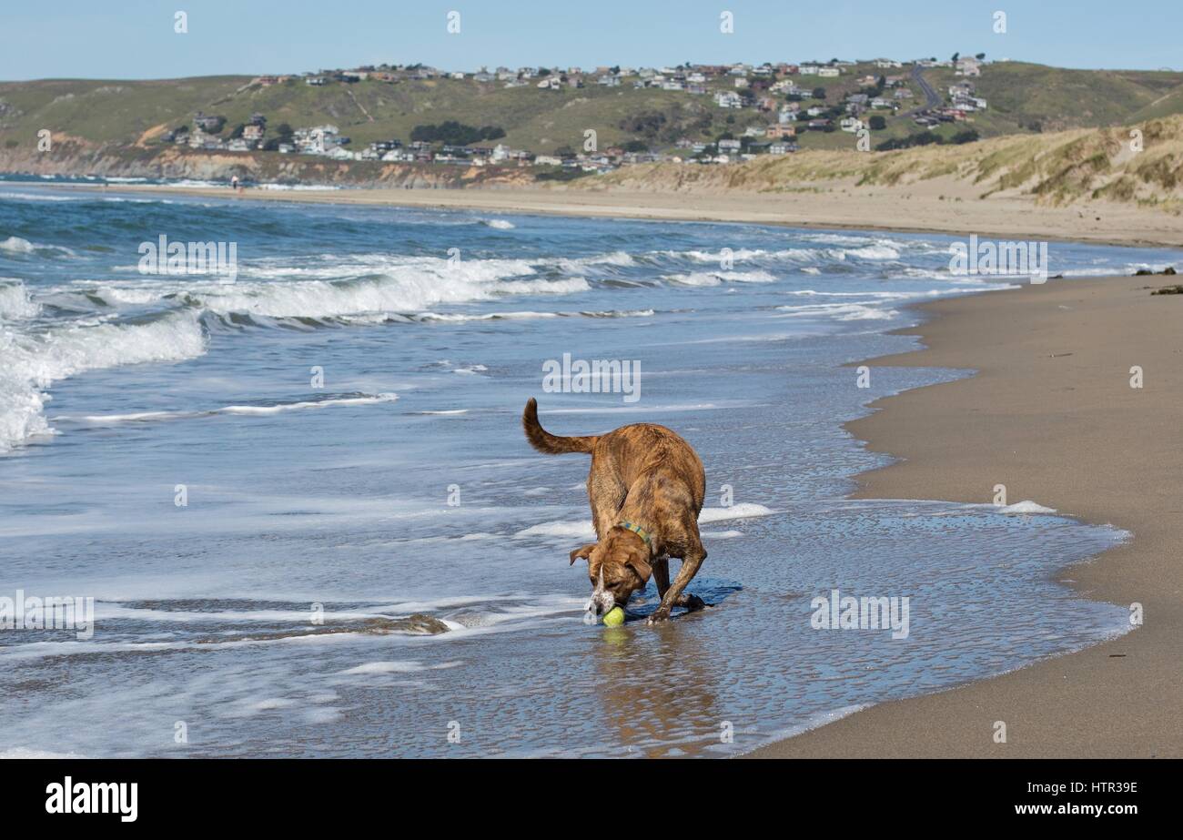 Brindle dog hi-res stock photography and images - Alamy