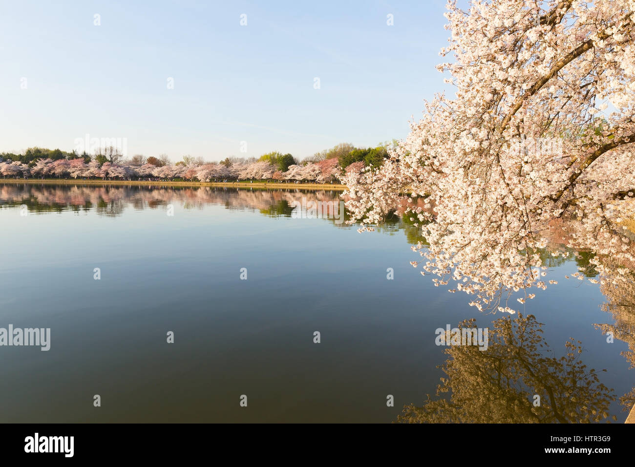 Cherry blossom in Washington DC. Beautiful Japanese cherry trees in ...
