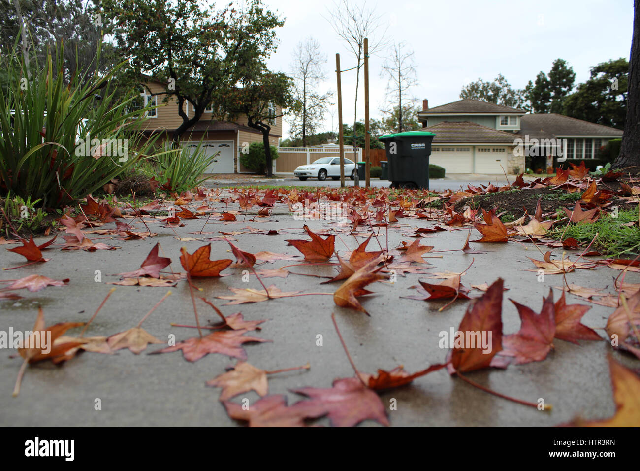 fall on a California sidewalk Stock Photo - Alamy