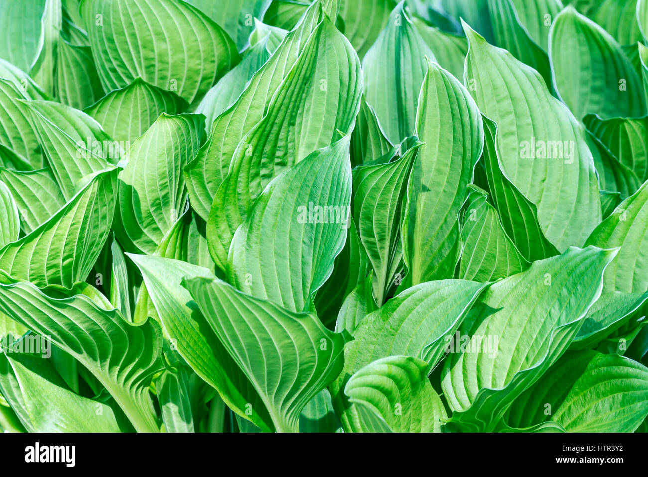 bright green fresh leaves in spring closeup Stock Photo - Alamy
