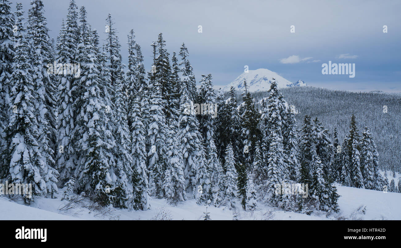 Skiing at White Pass Stock Photo - Alamy