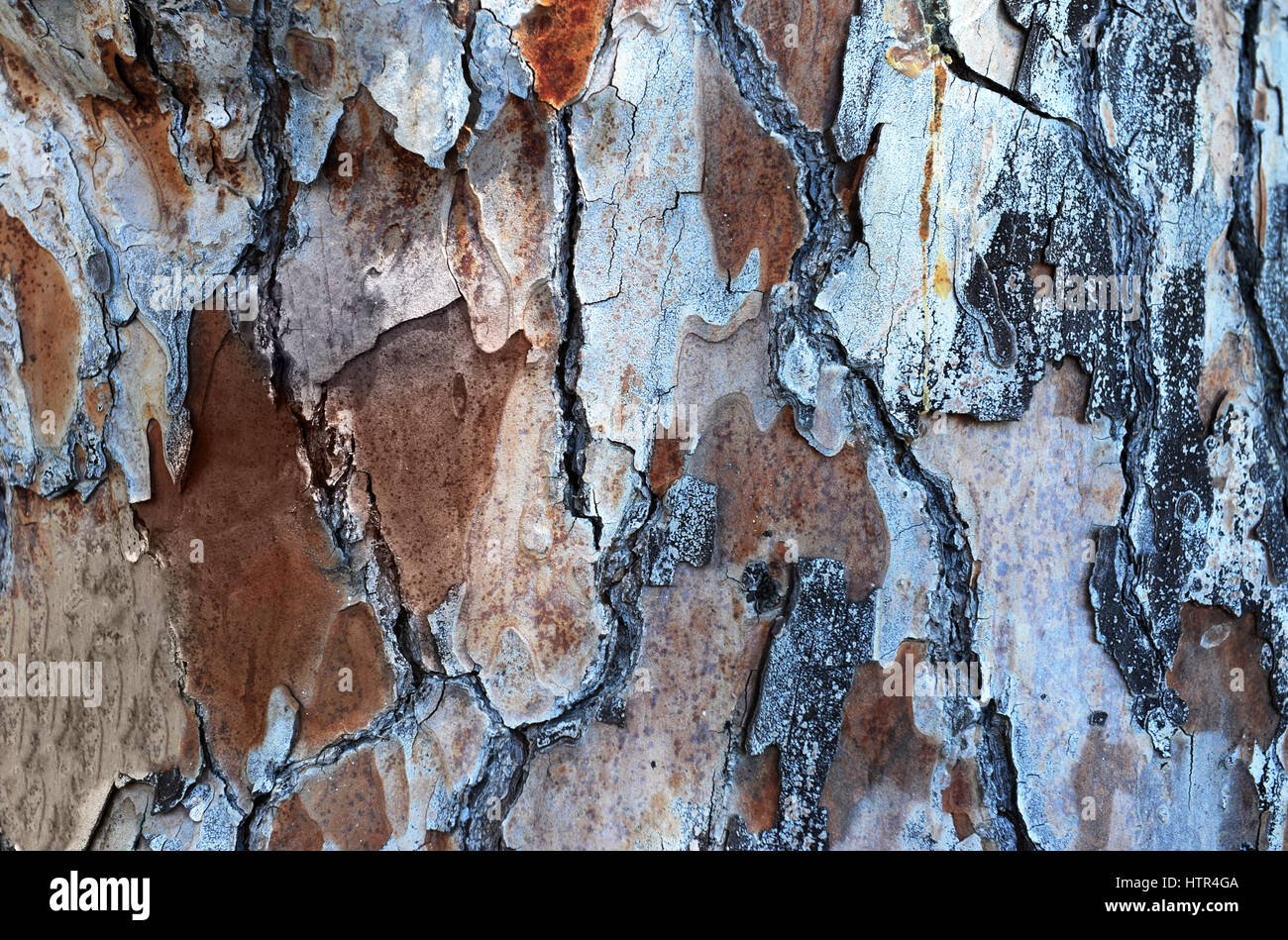 color wood texture pine Stock Photo - Alamy