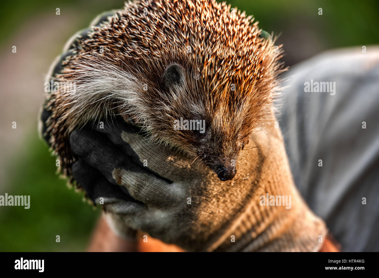 North American Hedgehog