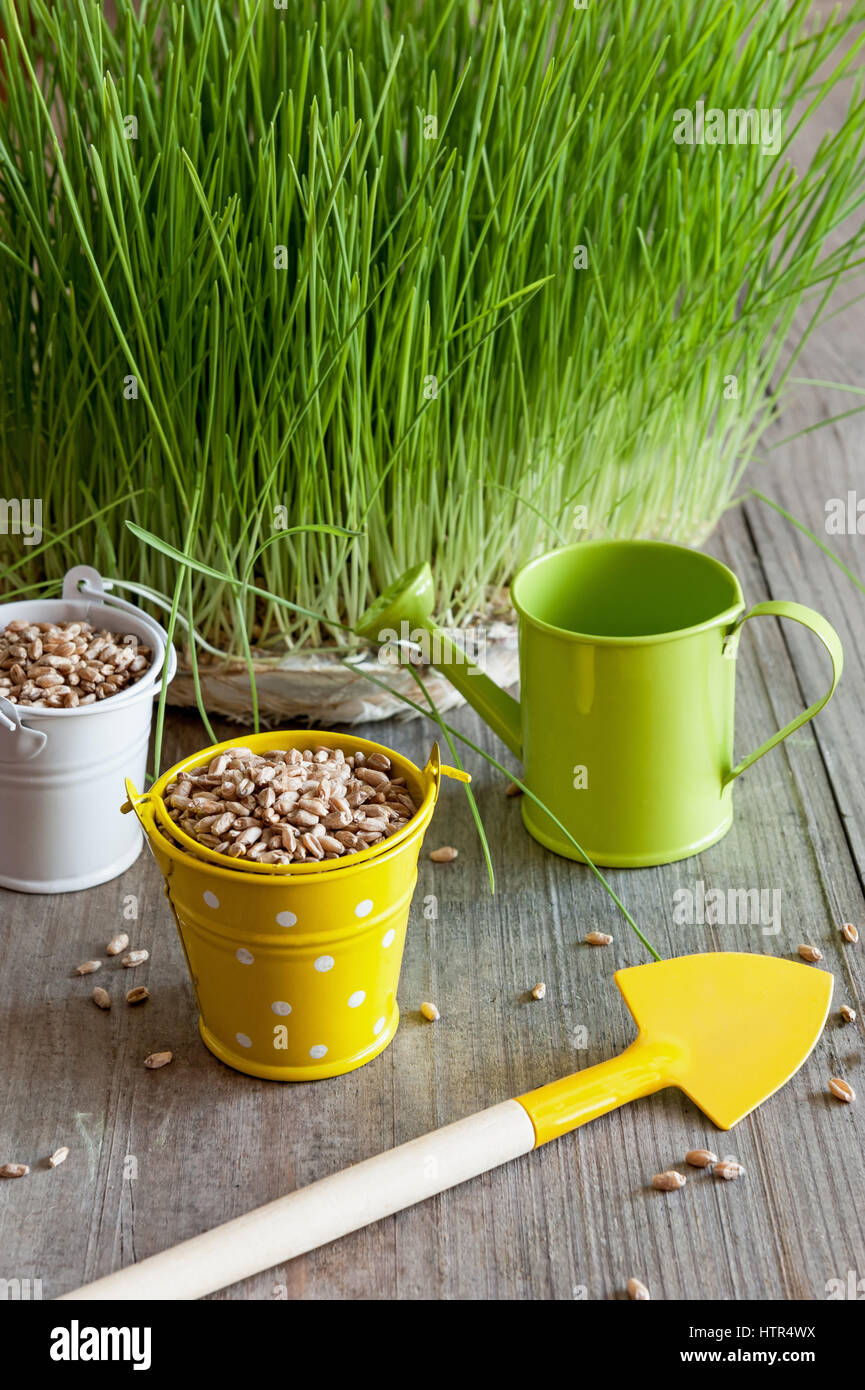 Grain germ hi-res stock photography and images - Alamy