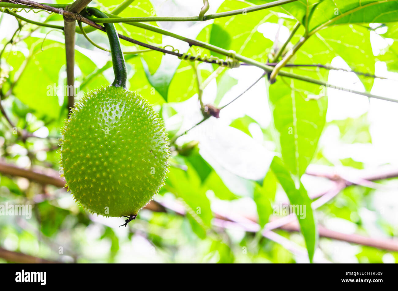 Momordica cochinchinensis hi-res stock photography and images - Alamy
