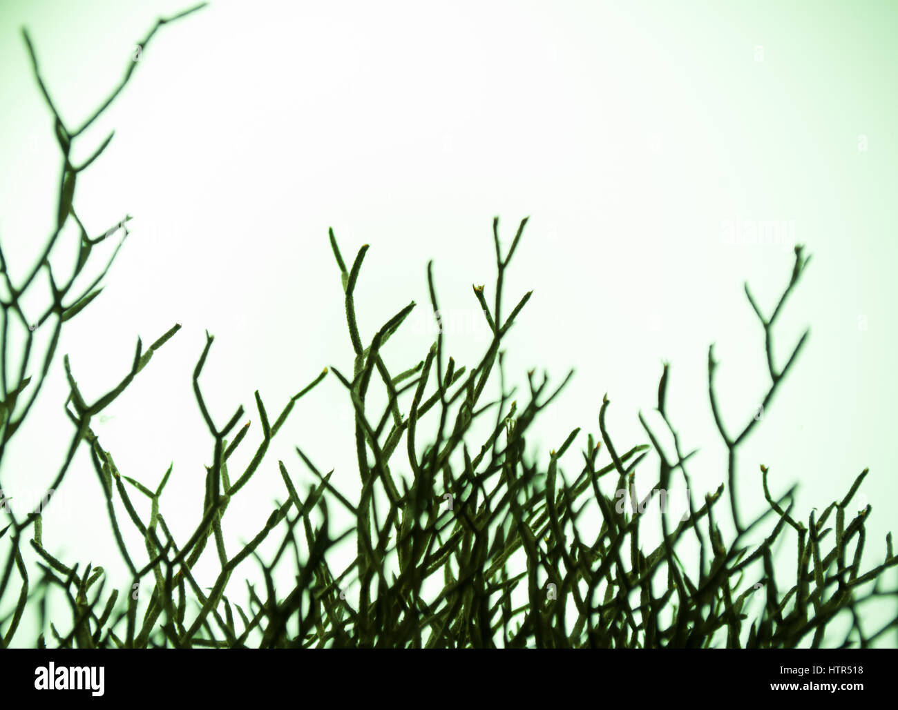 bush dry on white background Stock Photo - Alamy