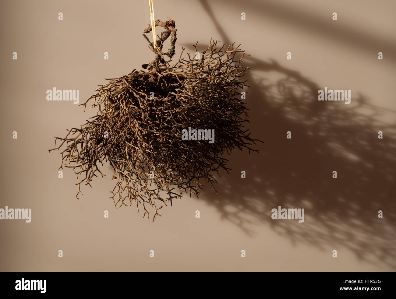 Drawn dry elements hi-res stock photography and images - Alamy