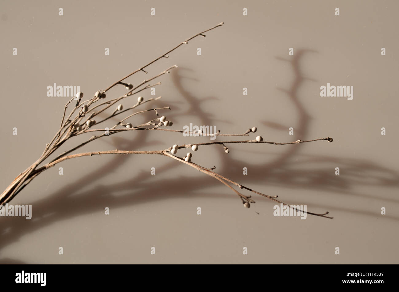 bush dry on white background Stock Photo - Alamy